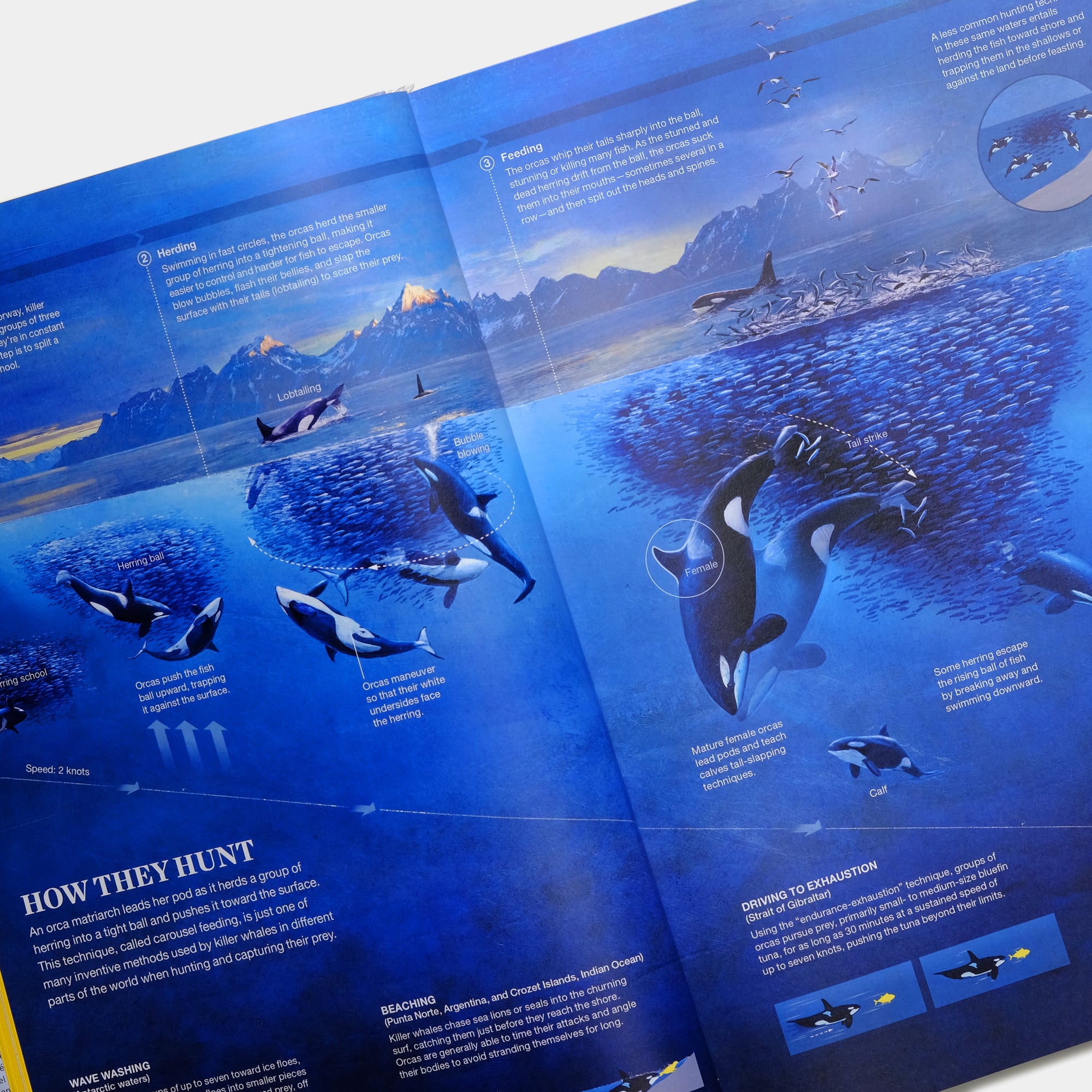 National Geographic Infographics XL Taschen Book