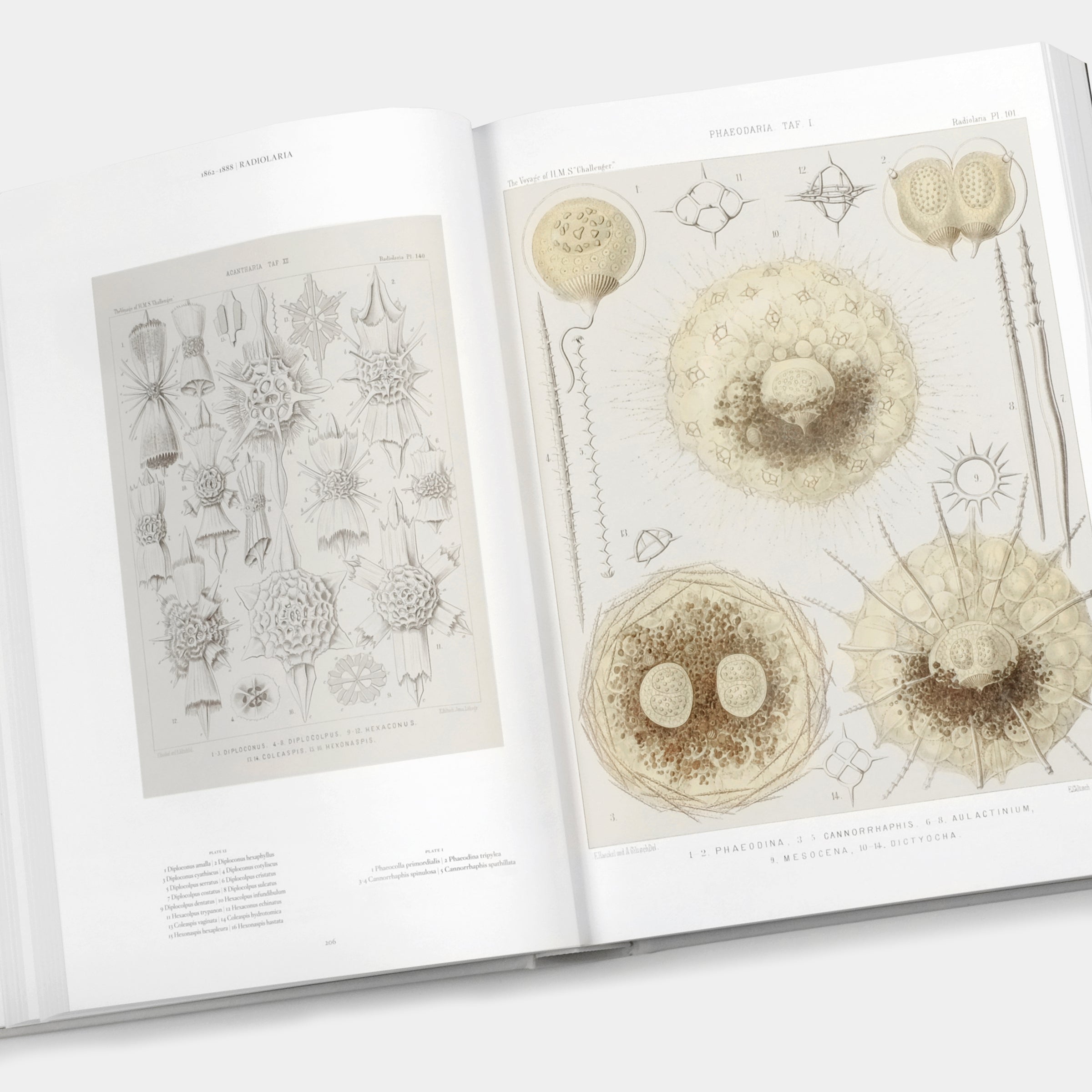 The Art and Science of Ernst Haeckel XXL Taschen Book