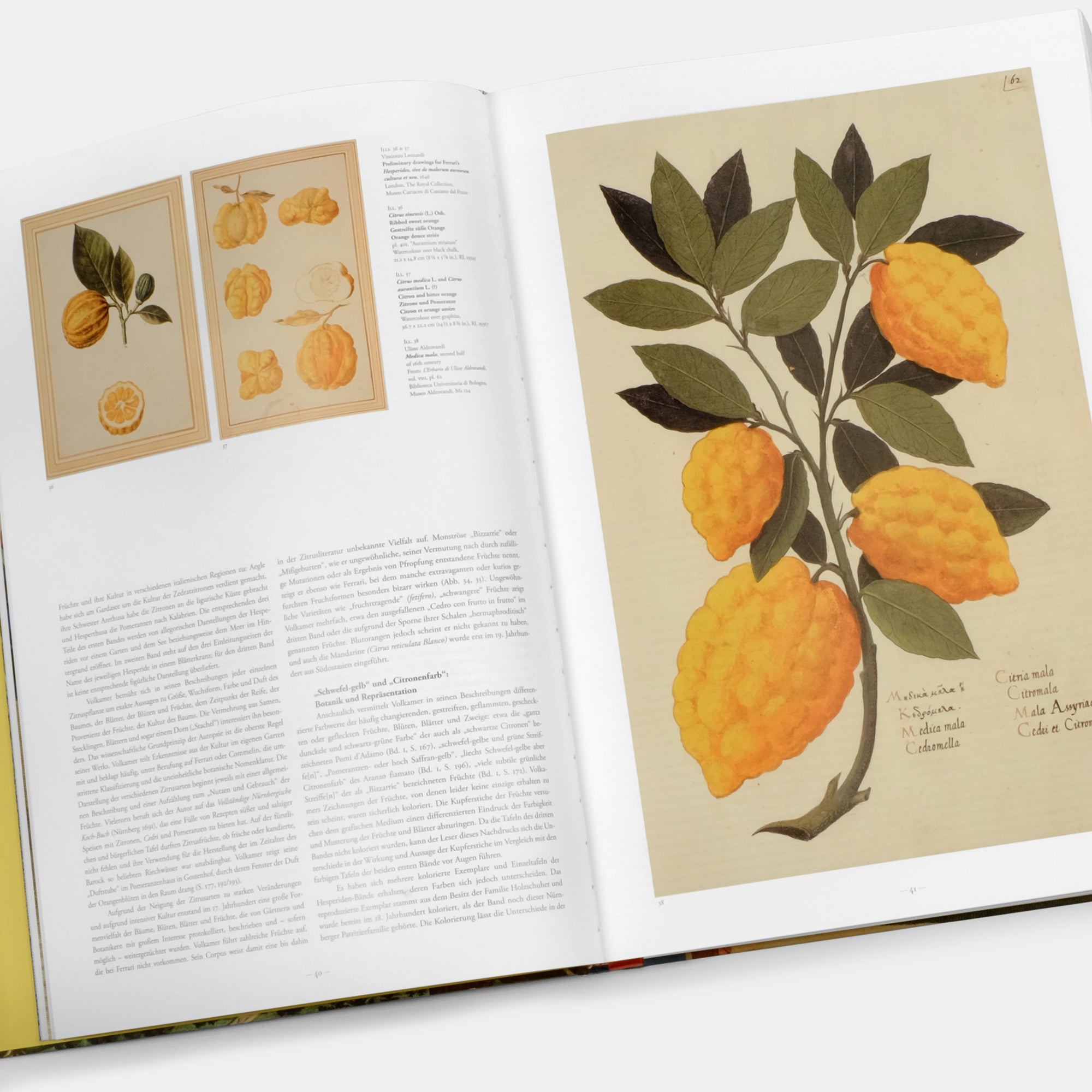 J. C. Volkamer: The Book of Citrus Fruits by Iris Lauterbach XXL Tasch